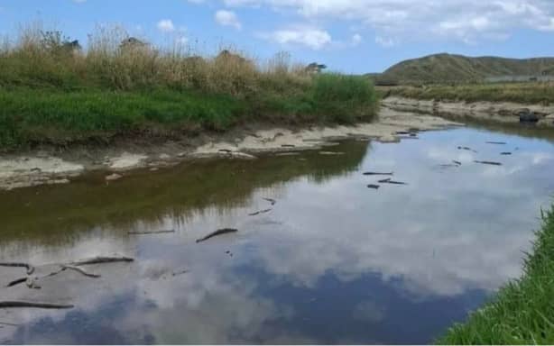 ‘It’s devastating’: Generations-old eel population wiped out in Wairoa ...