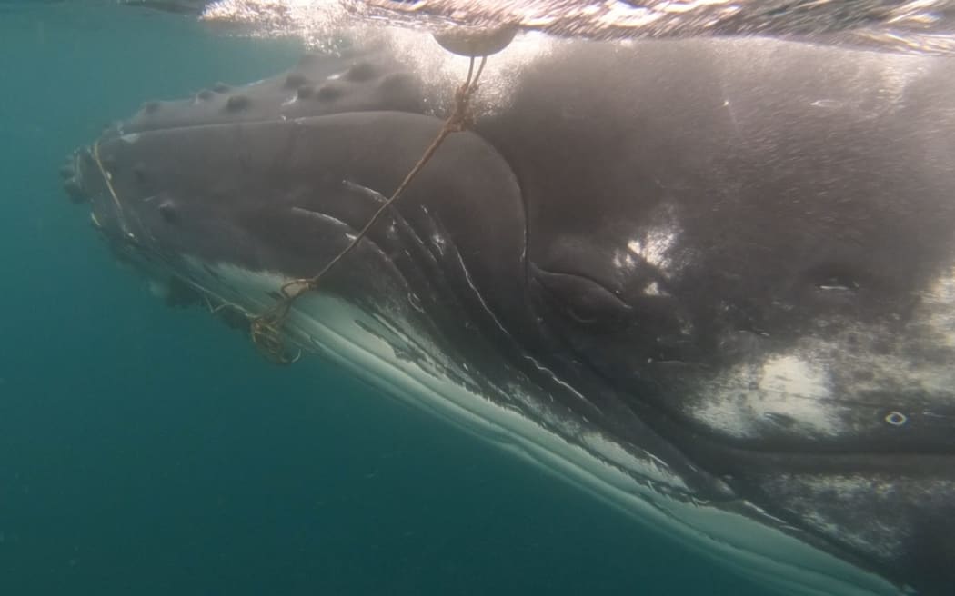 Public urged to report any sightings of whale with tangled tail | RNZ News