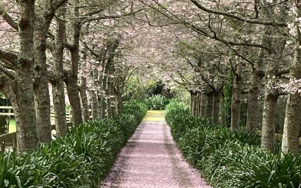 Regional Wrap: Waikato turns pink for Cherry Blossom festival | RNZ