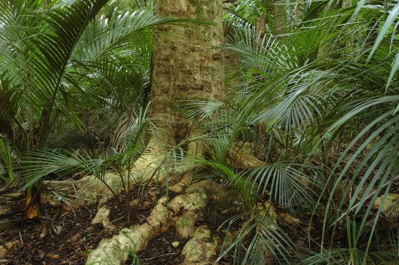 Decades photographing NZ native trees | RNZ