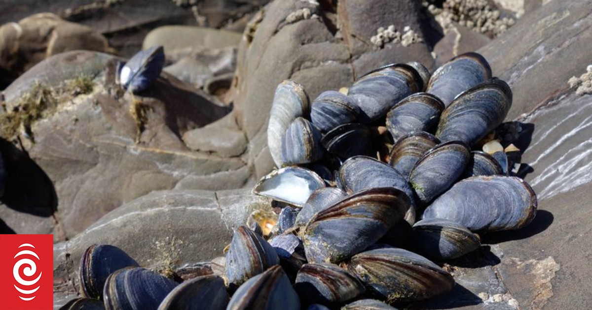 Shellfish gathering at Auckland beach banned | RNZ News