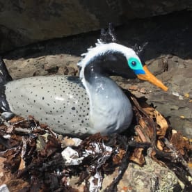 3D printed birds and fake poo to help the spotted shag | RNZ