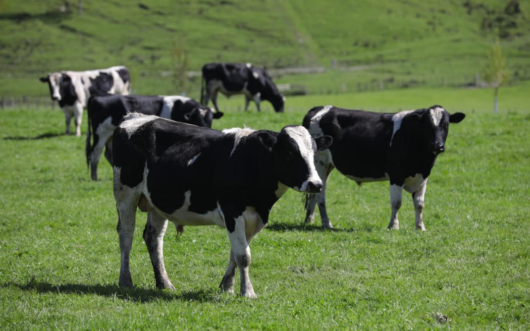 Mycoplasma bovis: New strain discovered in New Zealand | RNZ News