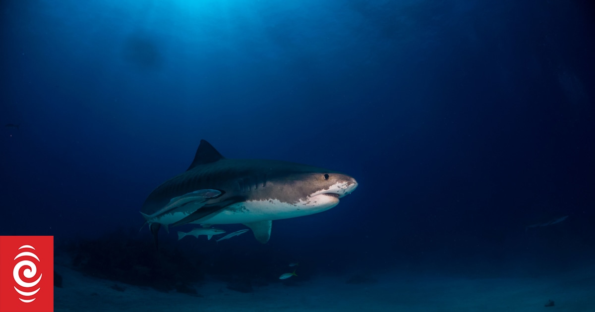 Marine biologist sees shark throw up echidna during three-year tagging ...