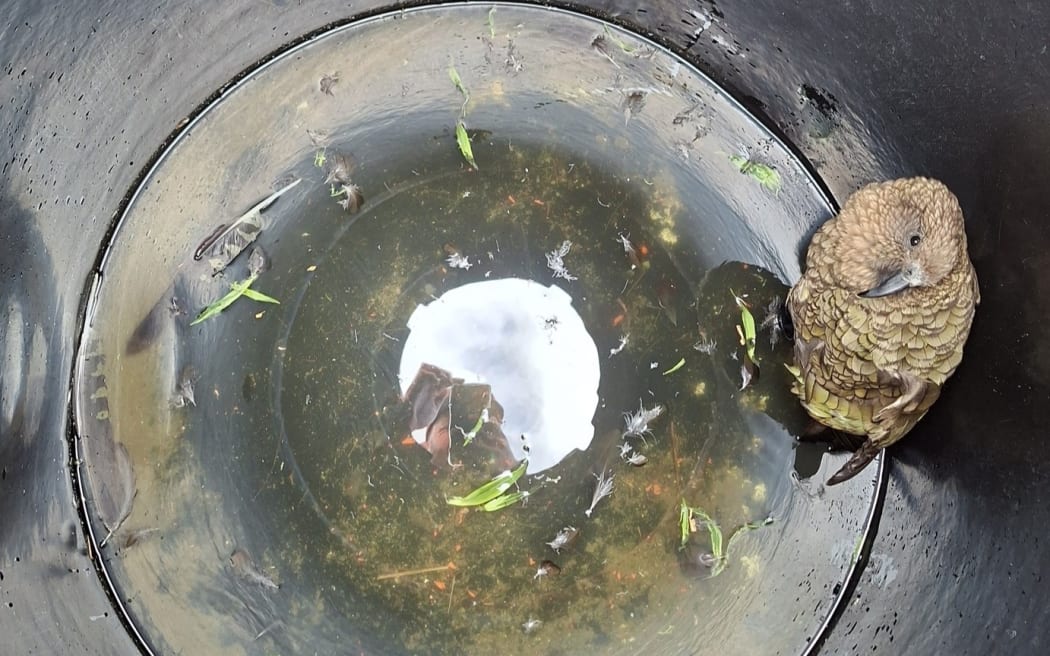 Inquisitive kea rescued after becoming trapped in water tank | RNZ News