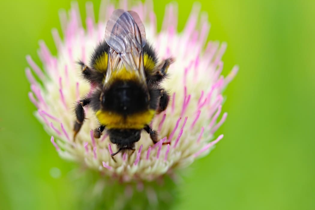 Steve Wratten: plants to please bees | RNZ