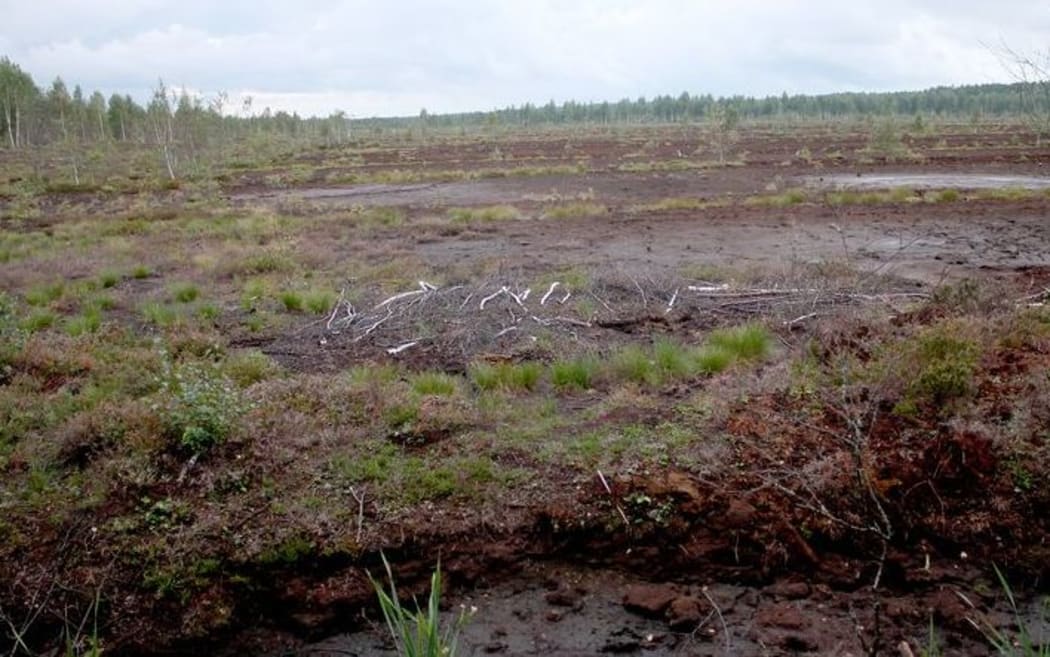 Climate explained: Is New Zealand losing or gaining native forests ...