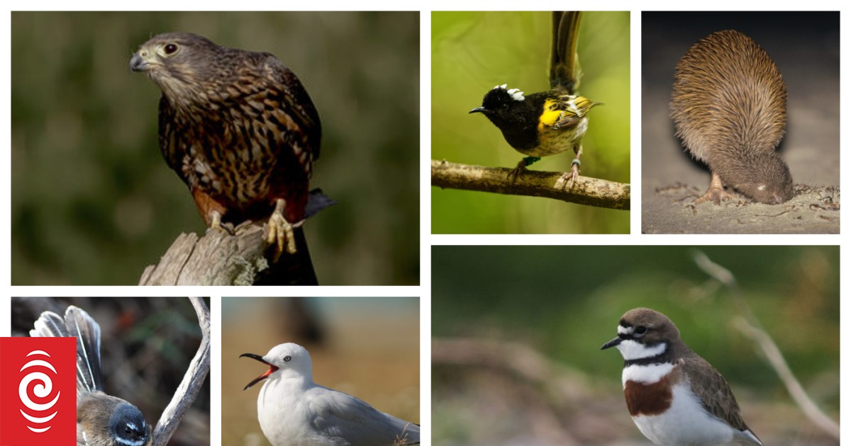 Sleepy birds, quiet dawns: how noisy, bright city nights disrupt and ...