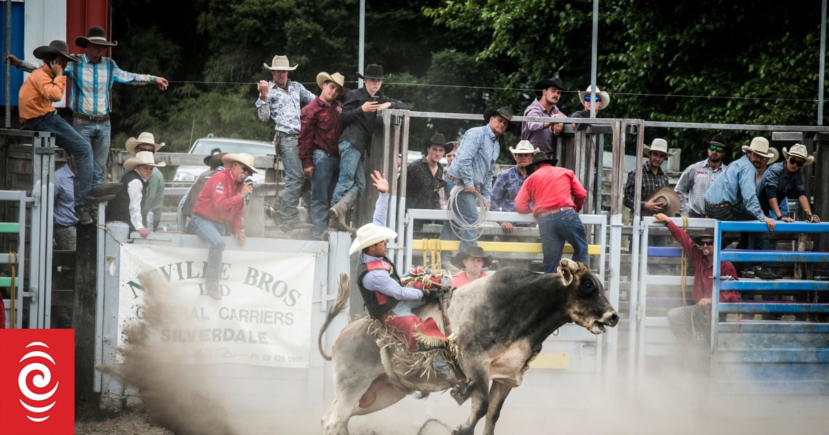 No rodeo prosecutions in five years of investigations | RNZ News
