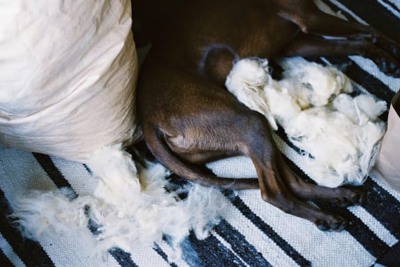 Artist Daegan Wells reminds us of our debt to Wool | RNZ