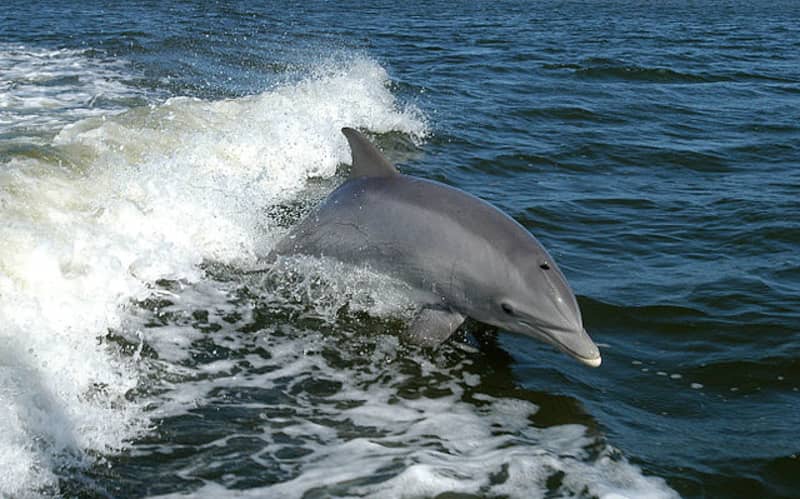 Dolphins loved out of the Bay of Islands | RNZ