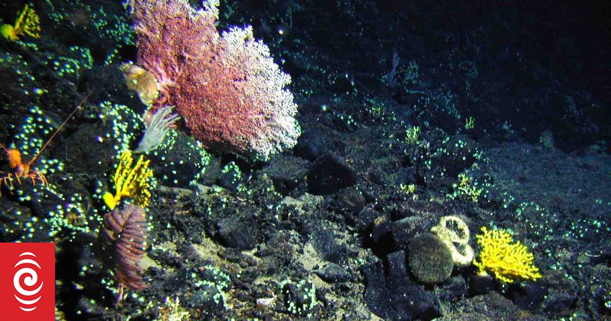 Where to next for a Kermadec ocean sanctuary? | RNZ