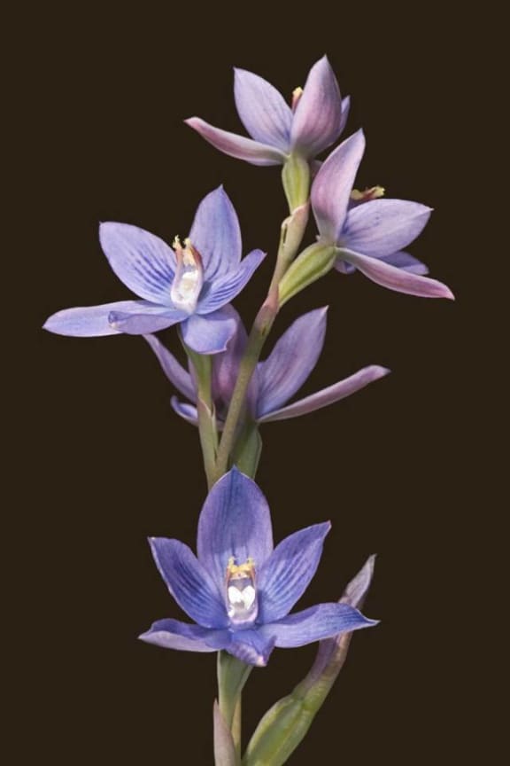 NZ Orchids | A Gallery from Nine To Noon | RNZ National