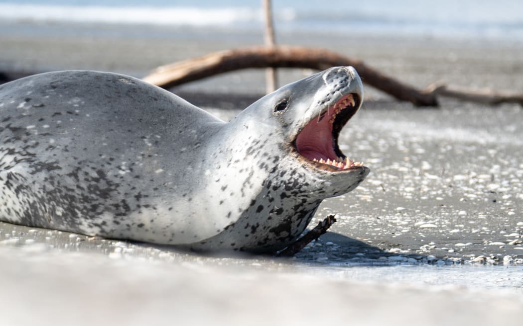 Leopard seal on beach at Petone draws onlookers | RNZ News