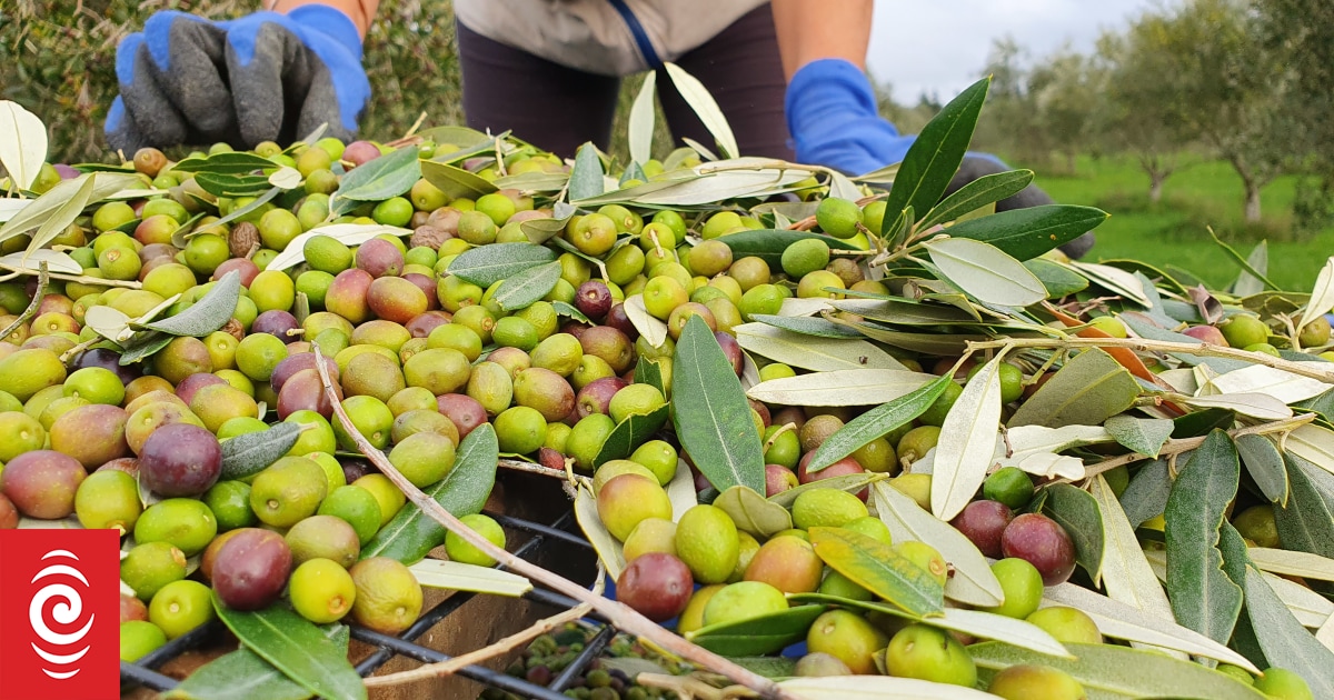Olive growers struggling | RNZ