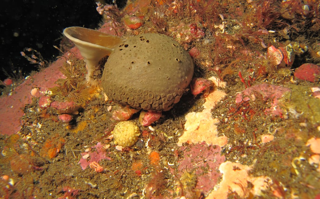 Marine biologist excited by discovery of new sponges | RNZ News
