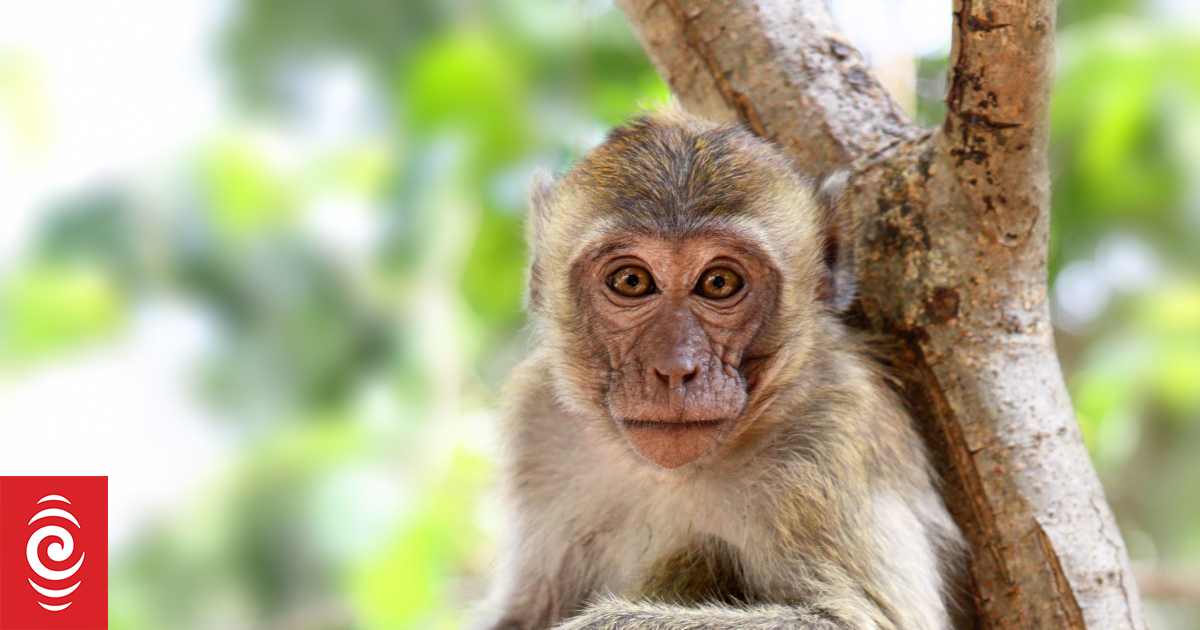 Monkey mayhem in South Carolina after 43 monkeys escape research ...