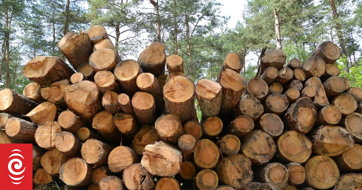 Log felling slows as shipping costs rise | RNZ