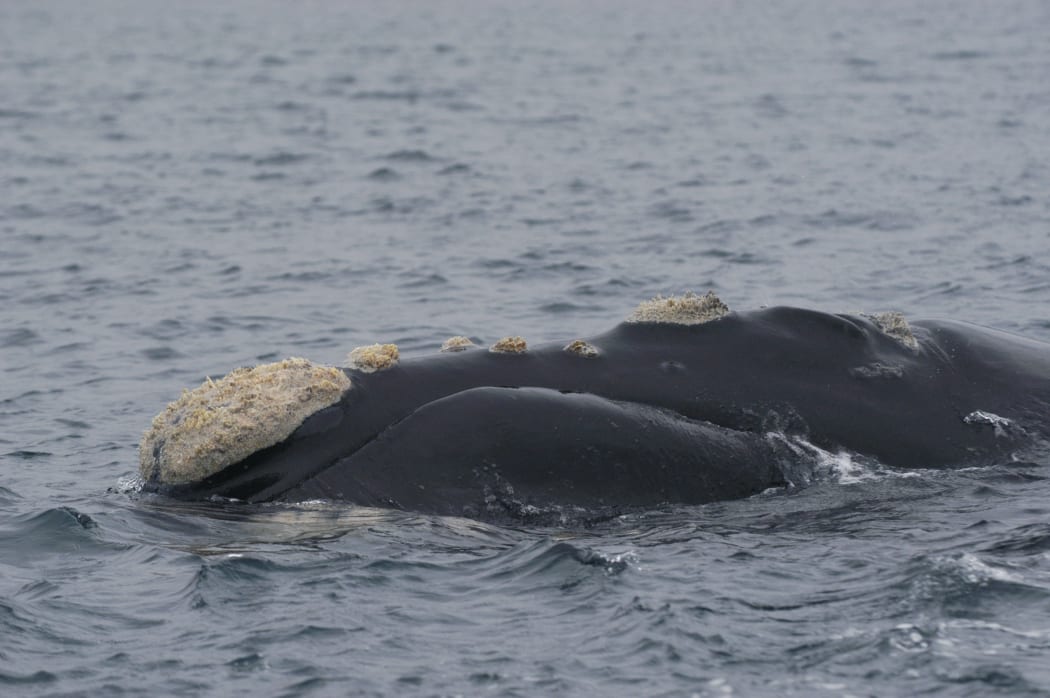Southern right whales back from brink of extinction | RNZ