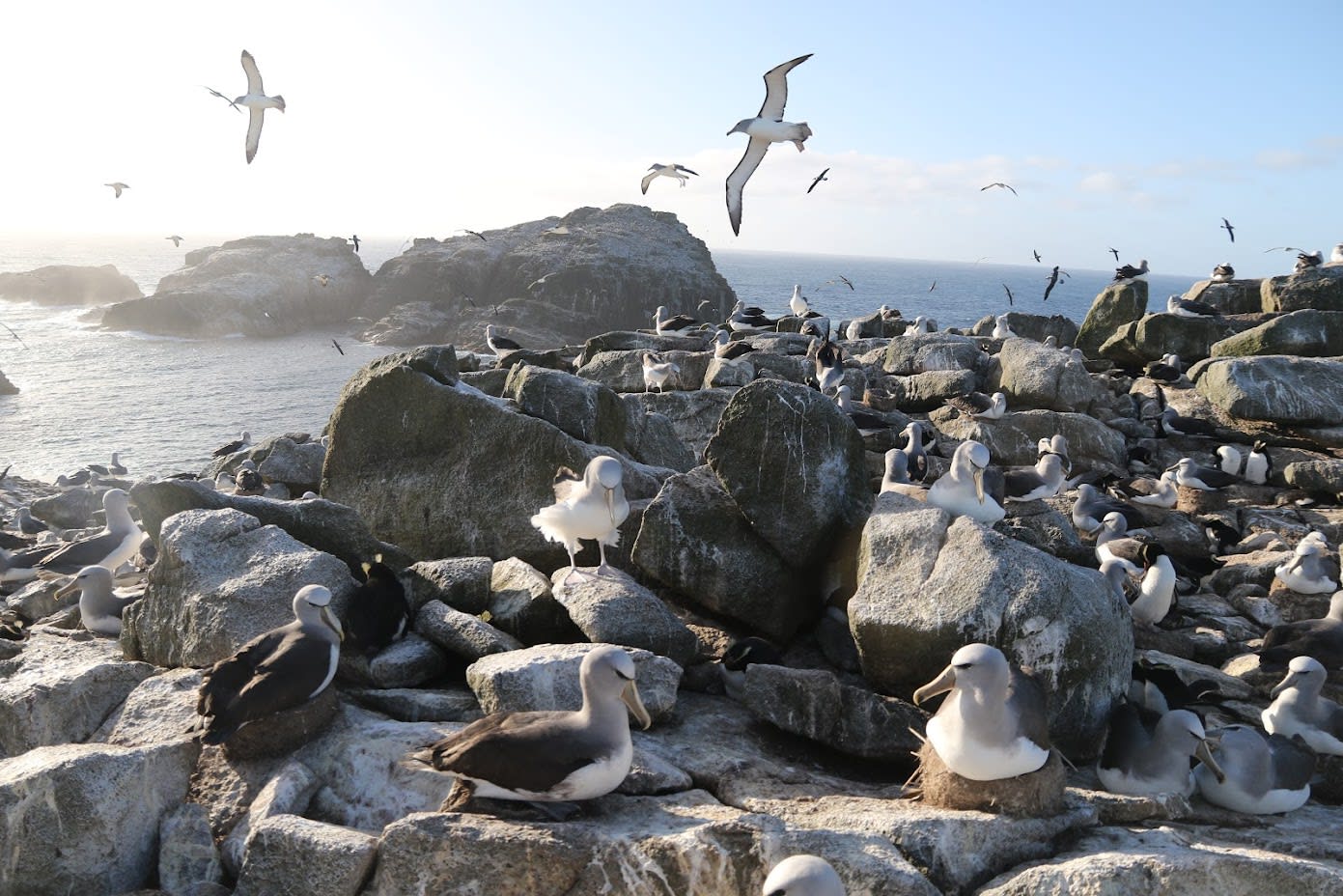 Erect-crested penguins, doing OK on NZ's far flung islands? | RNZ
