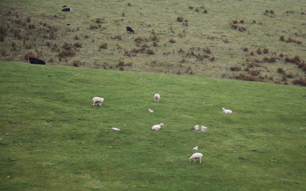 A year on the farm: Lambing is in full swing on the Bird's hill block | RNZ