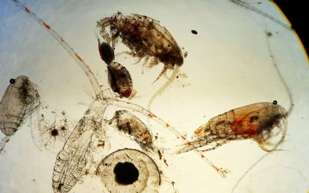 Tiny ocean zooplankton could help tell if climate change targets are ...