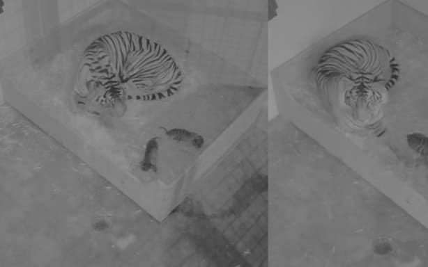 Hamilton Zoo reveals gender of its new Sumatran tiger cubs | RNZ
