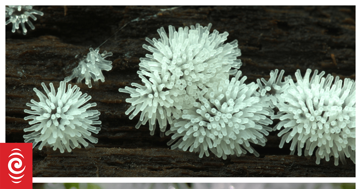 Critter of the Week The coral slime mould | RNZ
