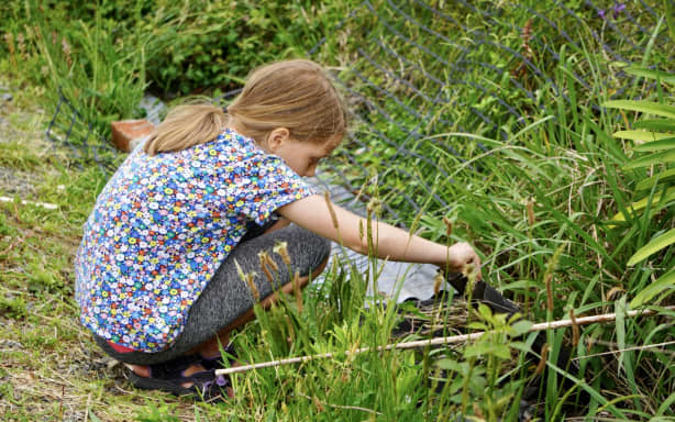 Rare native skink colony discovered by nine-year-old | RNZ