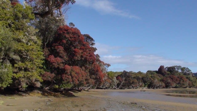 Protecting the Southern Rātā in Papatowai | RNZ
