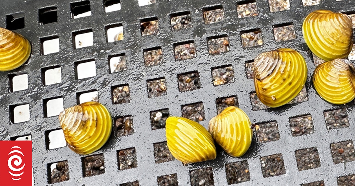 Newly discovered invasive Gold clam can produce 400 offspring a day ...