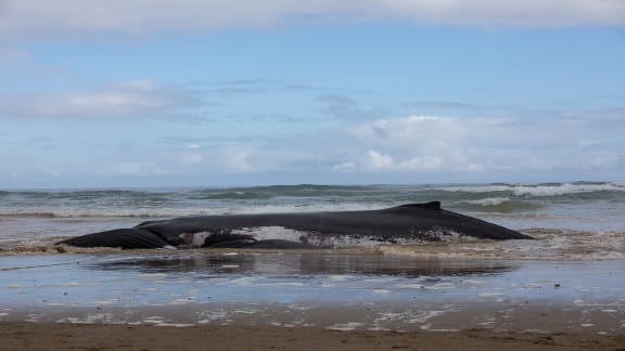 Whale Stranding | A Gallery from News | RNZ