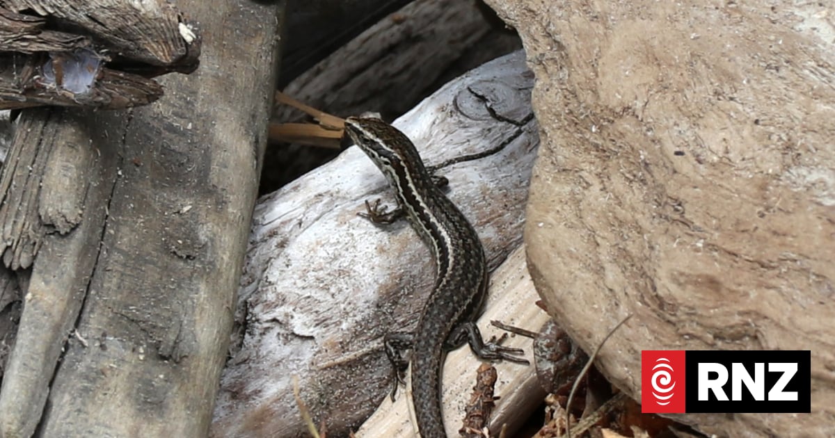 Native lizards protected as condition of road construction near Levin | RNZ