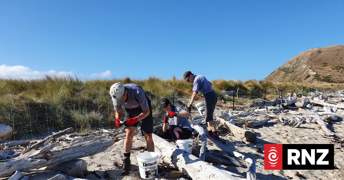 Rare shore plover population increasing on Waikawa Island, near Mahia | RNZ