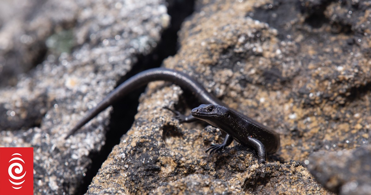 Critter of the Week Fiordland skink | RNZ