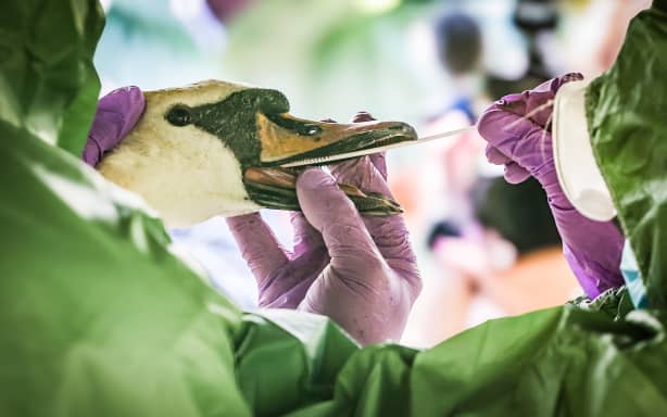 NZ must be prepared for bird flu, experts say, as Australia confirms ...
