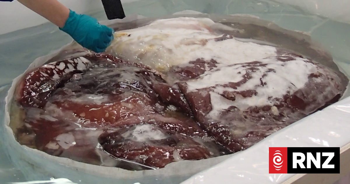 Colossal squid to give up its secrets | RNZ
