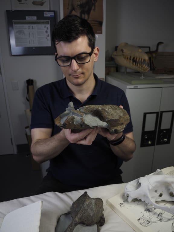 Major breakthrough in seal evolution discovered | RNZ