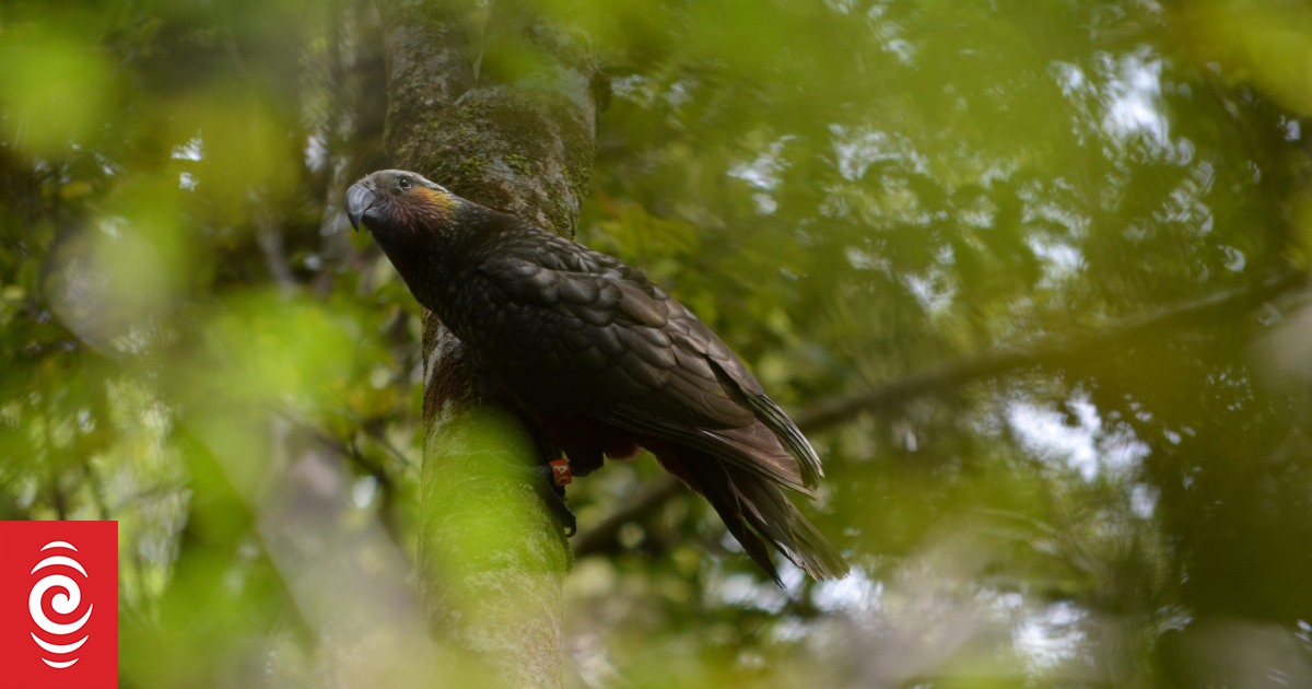 Kākā chicks hatch for first time at Abel Tasman National Park | RNZ News