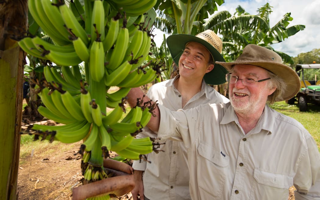 World's first genetically-modified banana approved in Australia | RNZ