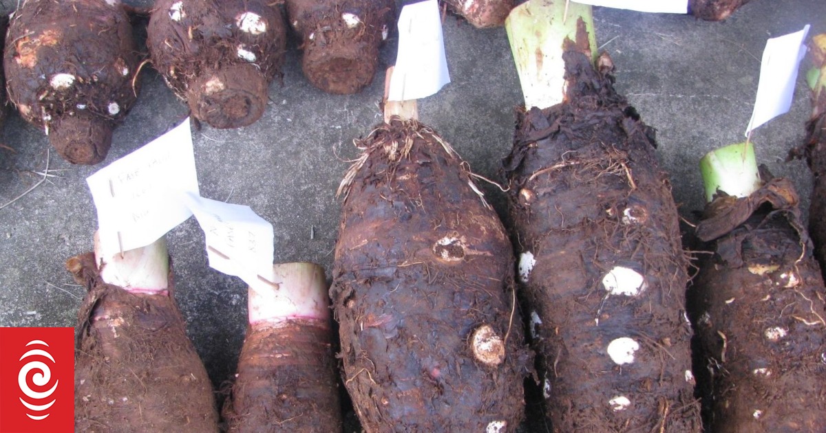 Taro export business a lifeline for Niuean farmers | RNZ