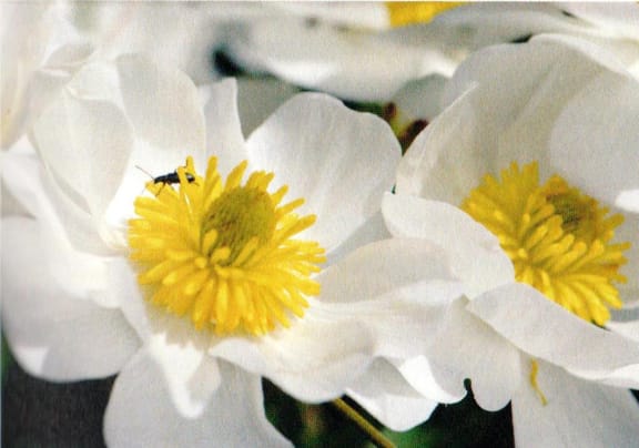 George Gibbs - NZ flora and fauna | A Gallery from Nine To Noon | RNZ ...