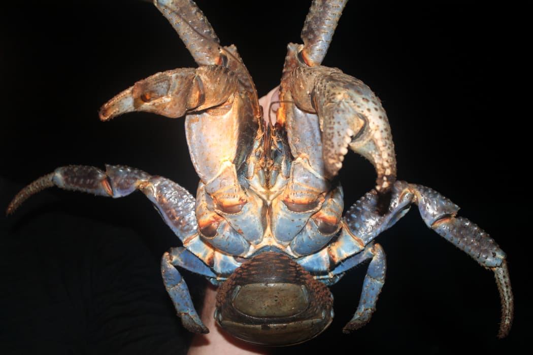 Uga or Coconut Crab Hunting in Niue | RNZ