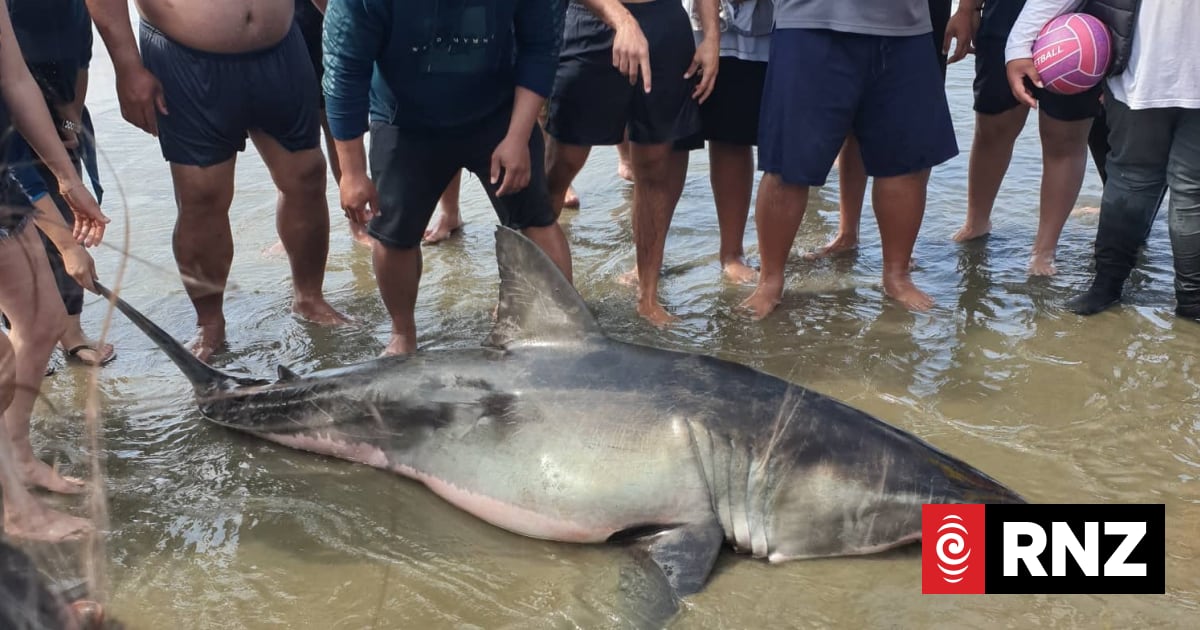 Investigation launched after shark allegedly dragged from water | RNZ
