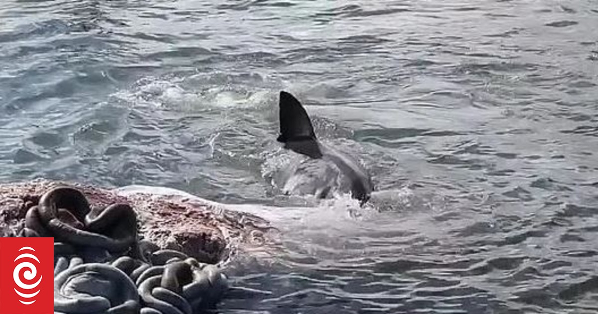 When a whale dies it becomes a stinky feast for sharks, tiny shore ...