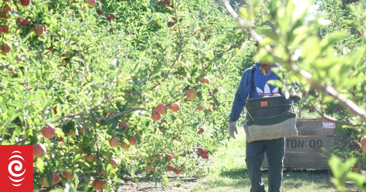 Samoa RSE workers to return on chartered flights | RNZ News