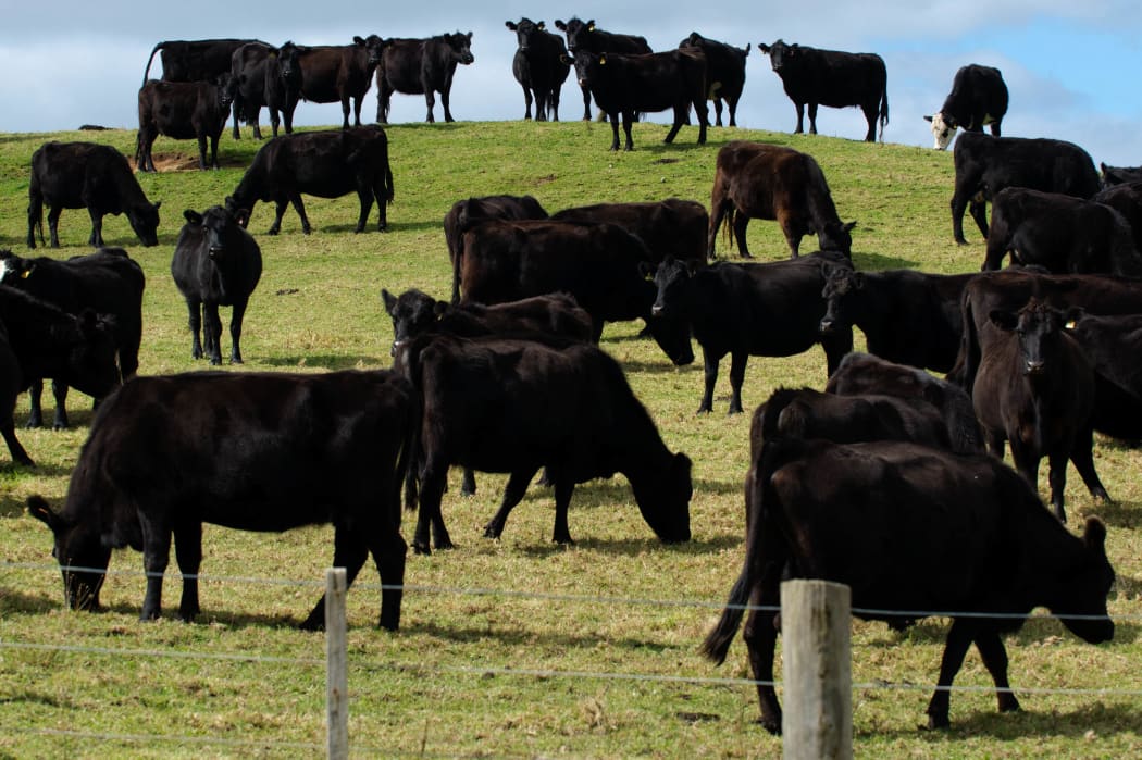 Sustainable beef farming in Queensland and New Zealand | RNZ