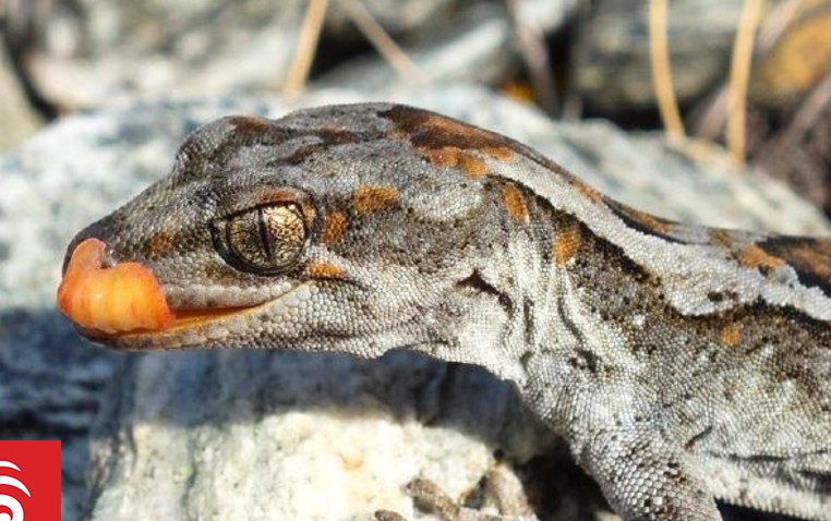 Critter of the Week: the Alpine Gecko | RNZ