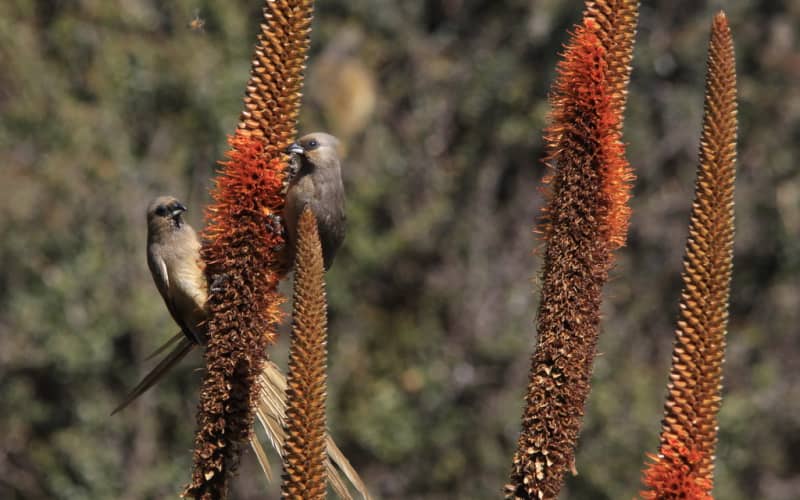 Researchers keen to unearth more clues on 'unique' bird | RNZ