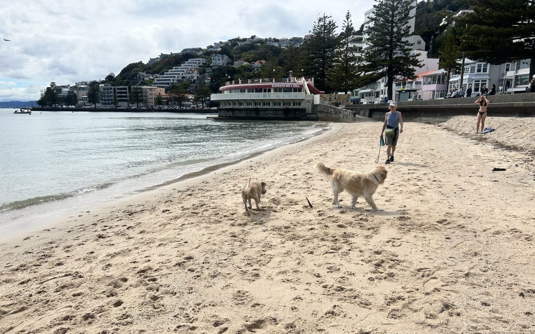 Oriental Bay residents differ on council proposal to allow dogs off ...